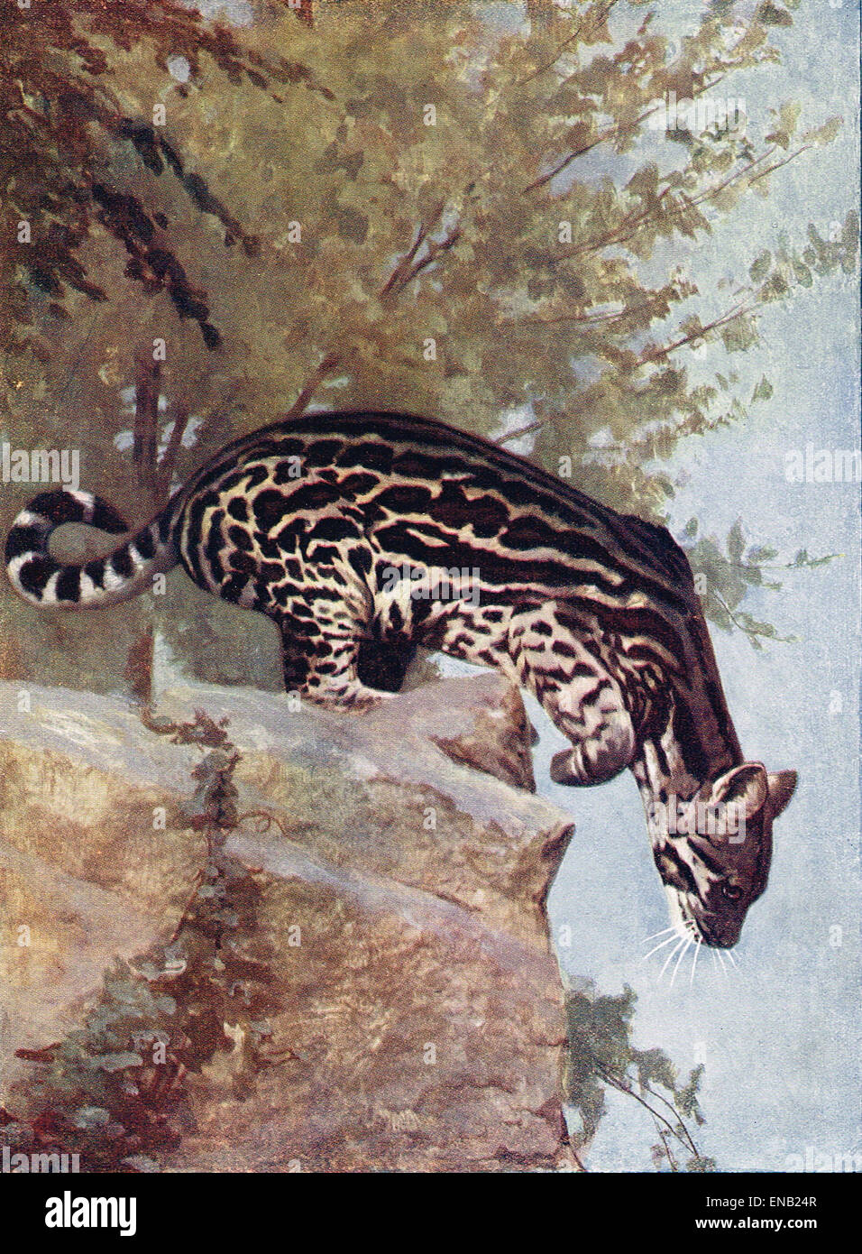 Dwarf leopard hi-res stock photography and images - Alamy