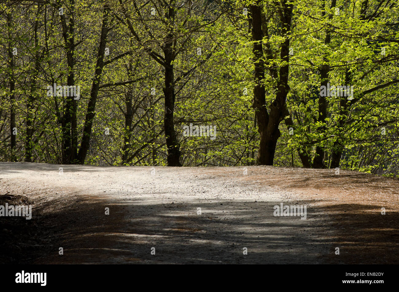 Unpaved forest road, with green spring trees behind, Spain Stock Photo ...