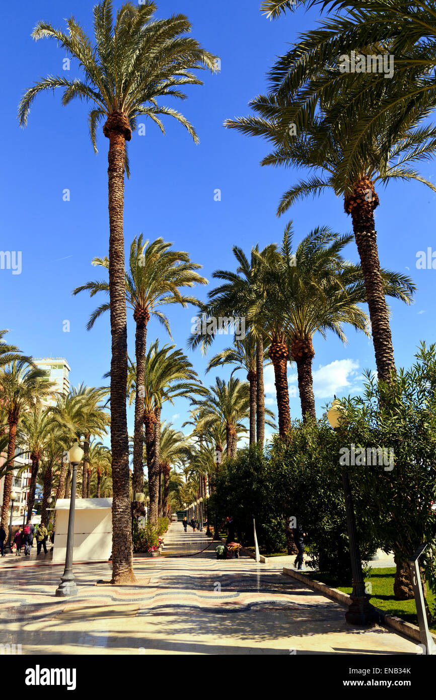 Tree lined pedestrian walkway hi-res stock photography and images - Alamy