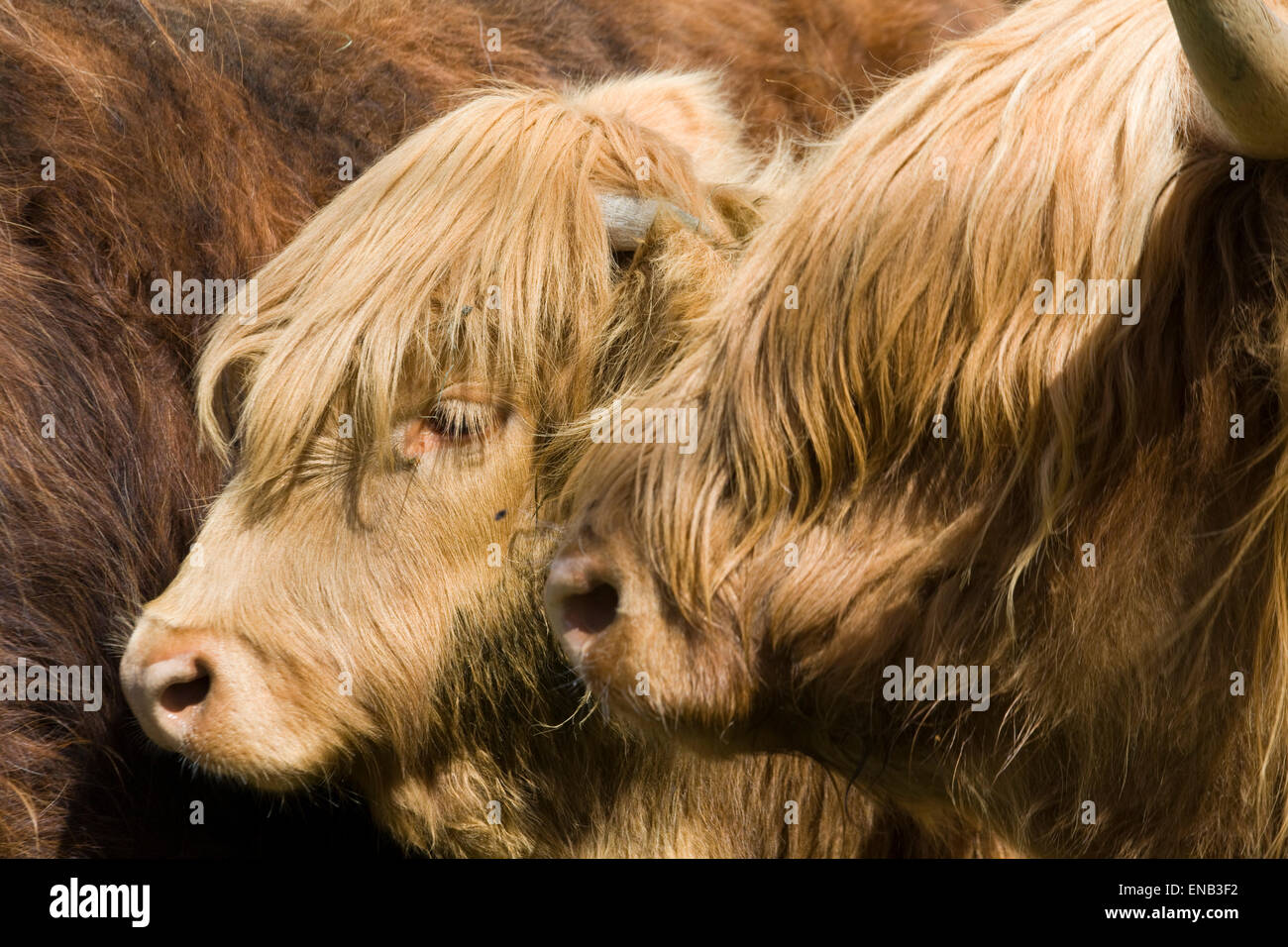 The brindled cow hi-res stock photography and images - Alamy