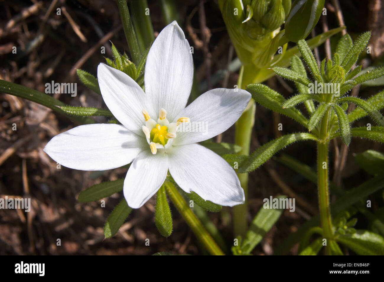 Star of bethlehem flower hi-res stock photography and images - Alamy