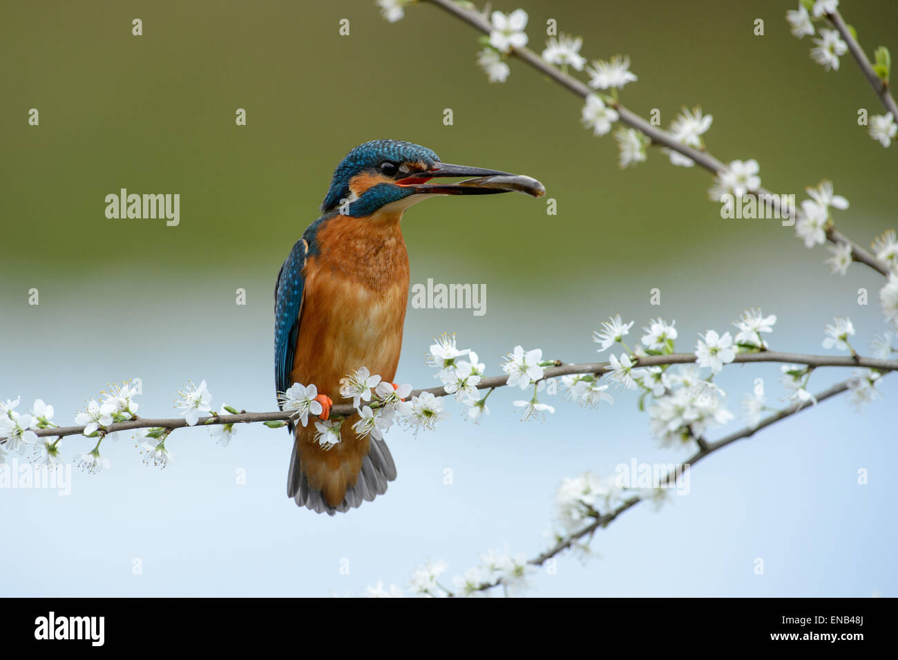 Male Kingfisher with a fish, sitting on a flowering Blackthorn Stock ...