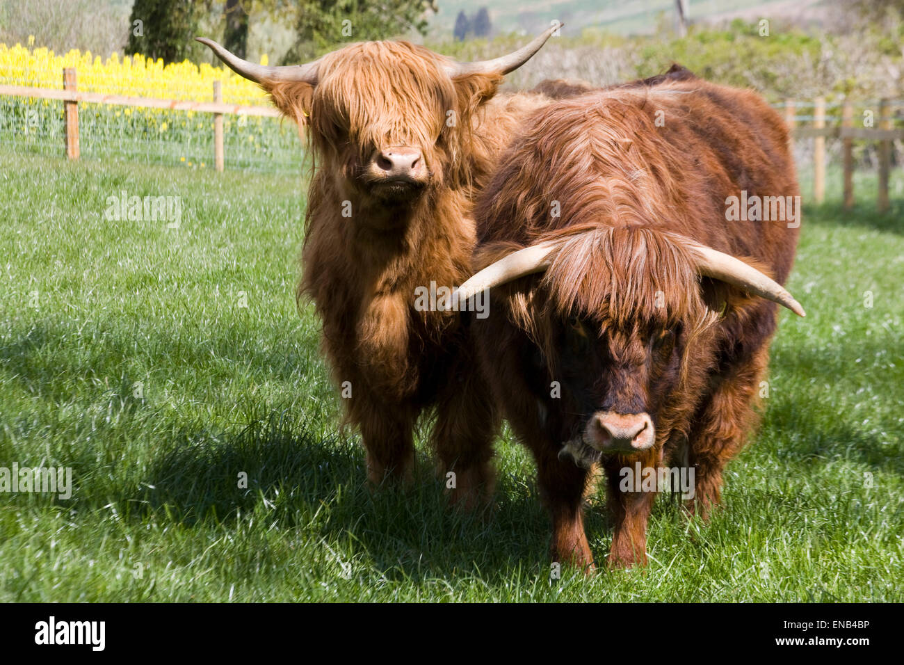 Highland cows in a meadow Stock Photo - Alamy