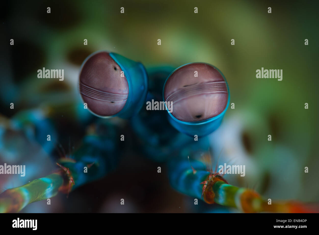 The very close view of a Mantis shrimp with beautiful eyes Stock Photo ...