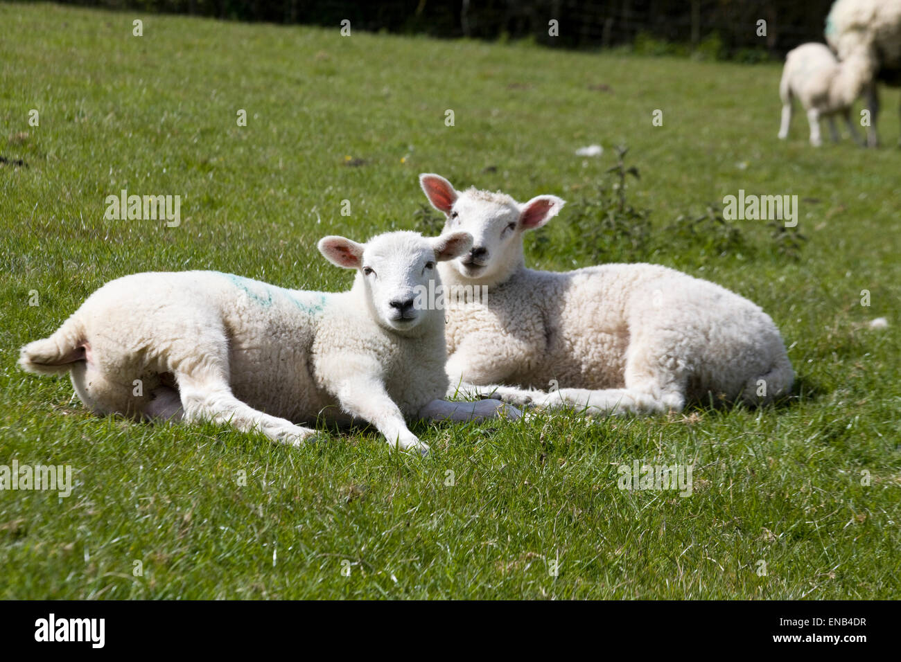 Spring Lambs in a field in the countryside Ovis aries Stock Photo - Alamy