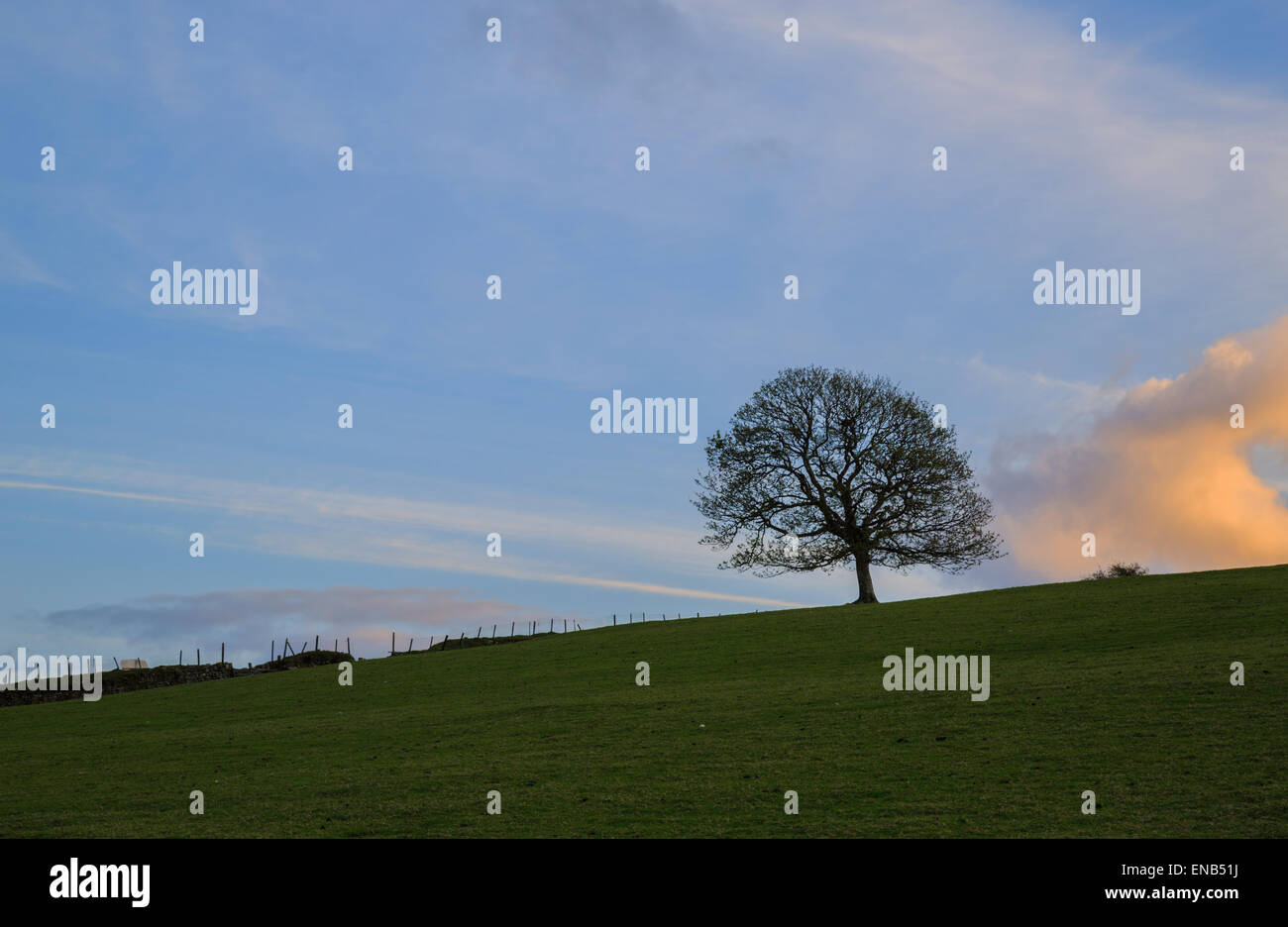 Lone Single Pasture High Resolution Stock Photography and Images - Alamy