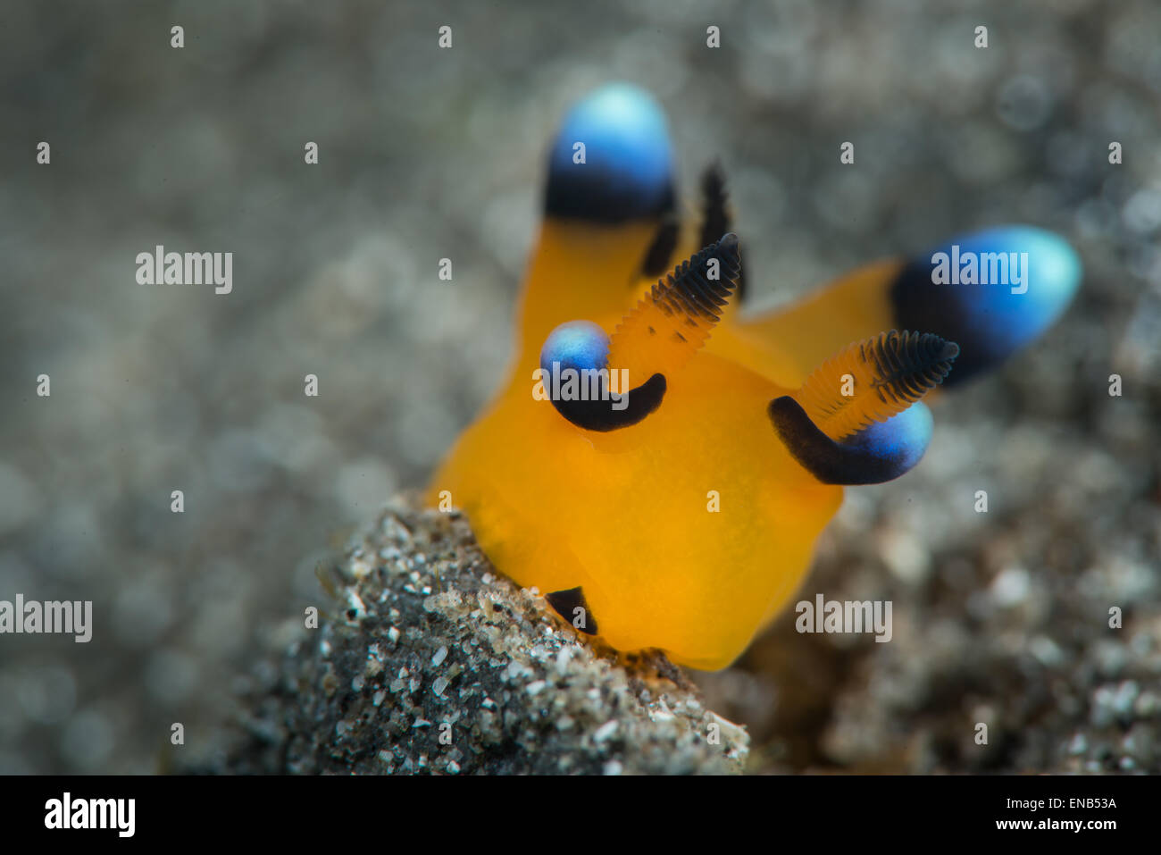 A very small and tiny picatchu or pokemon nudibranch also known as ...