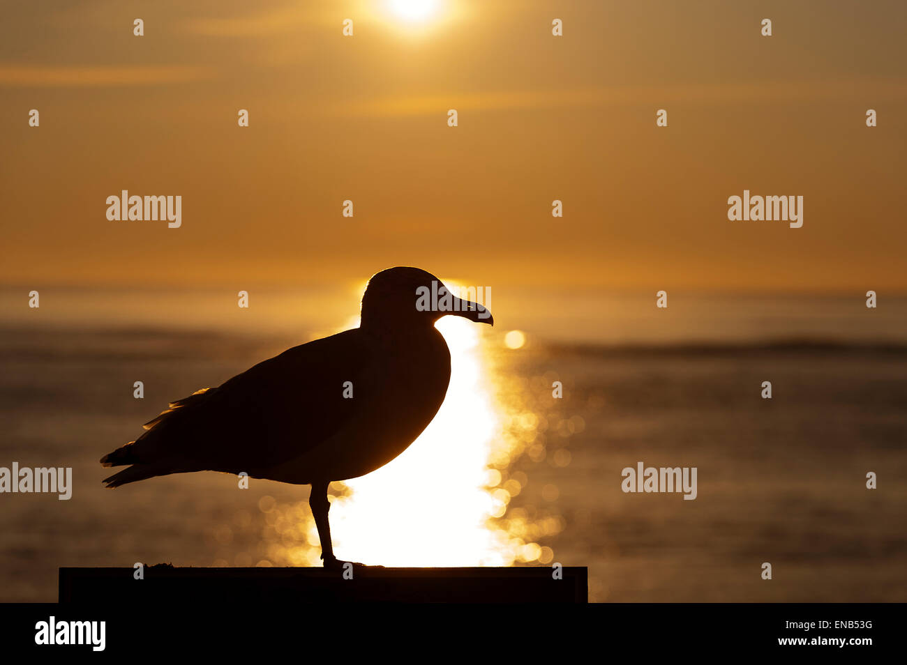 Bird birds seabird hi-res stock photography and images - Alamy