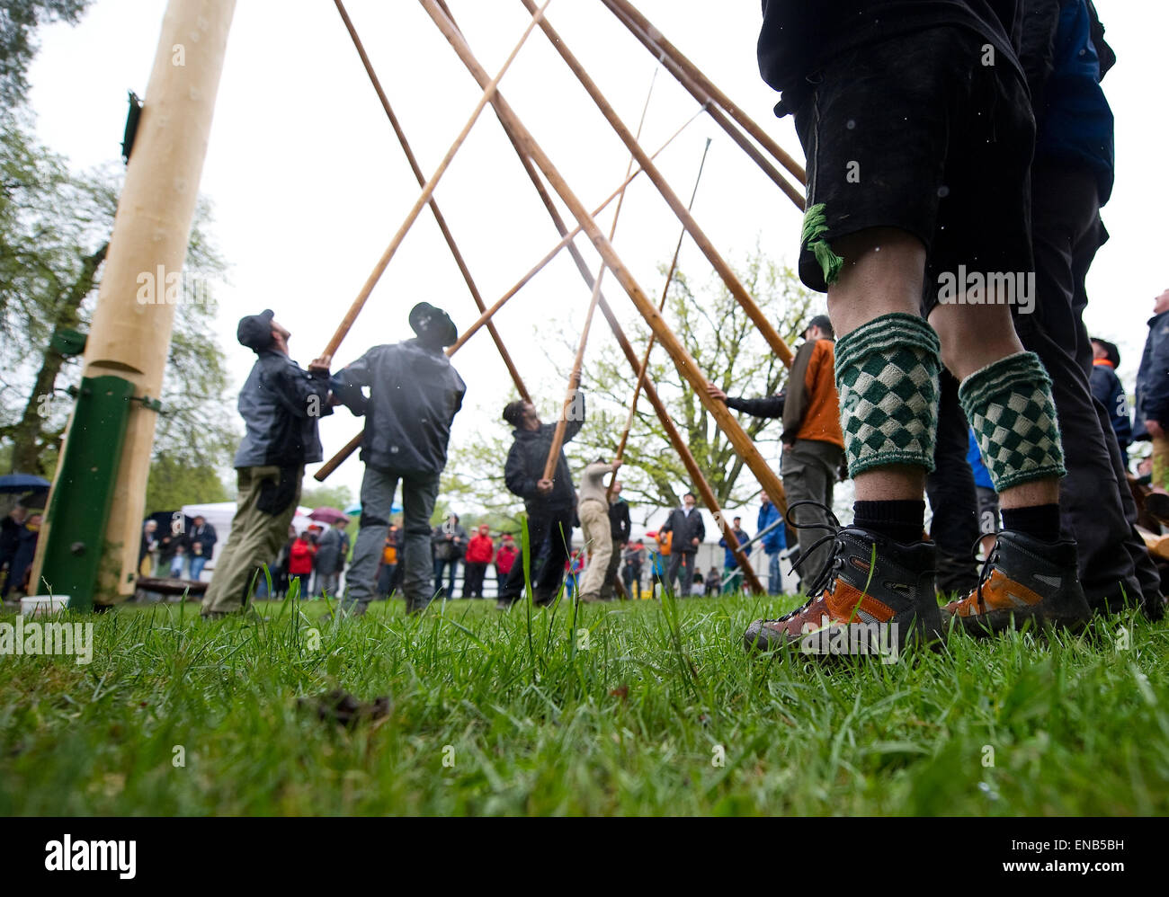 Staffelsee, Germany. 1st May, 2015. Men set up a 37m-tall maypole with ...