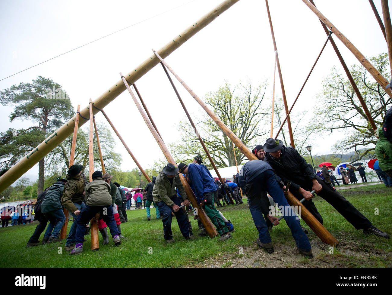 Staffelsee, Germany. 1st May, 2015. Men set up a 37m-tall maypole with ...
