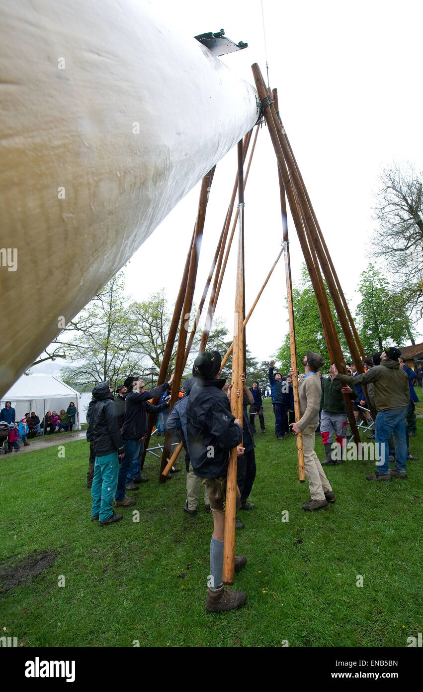 Staffelsee, Germany. 1st May, 2015. Men set up a 37m-tall maypole with ...