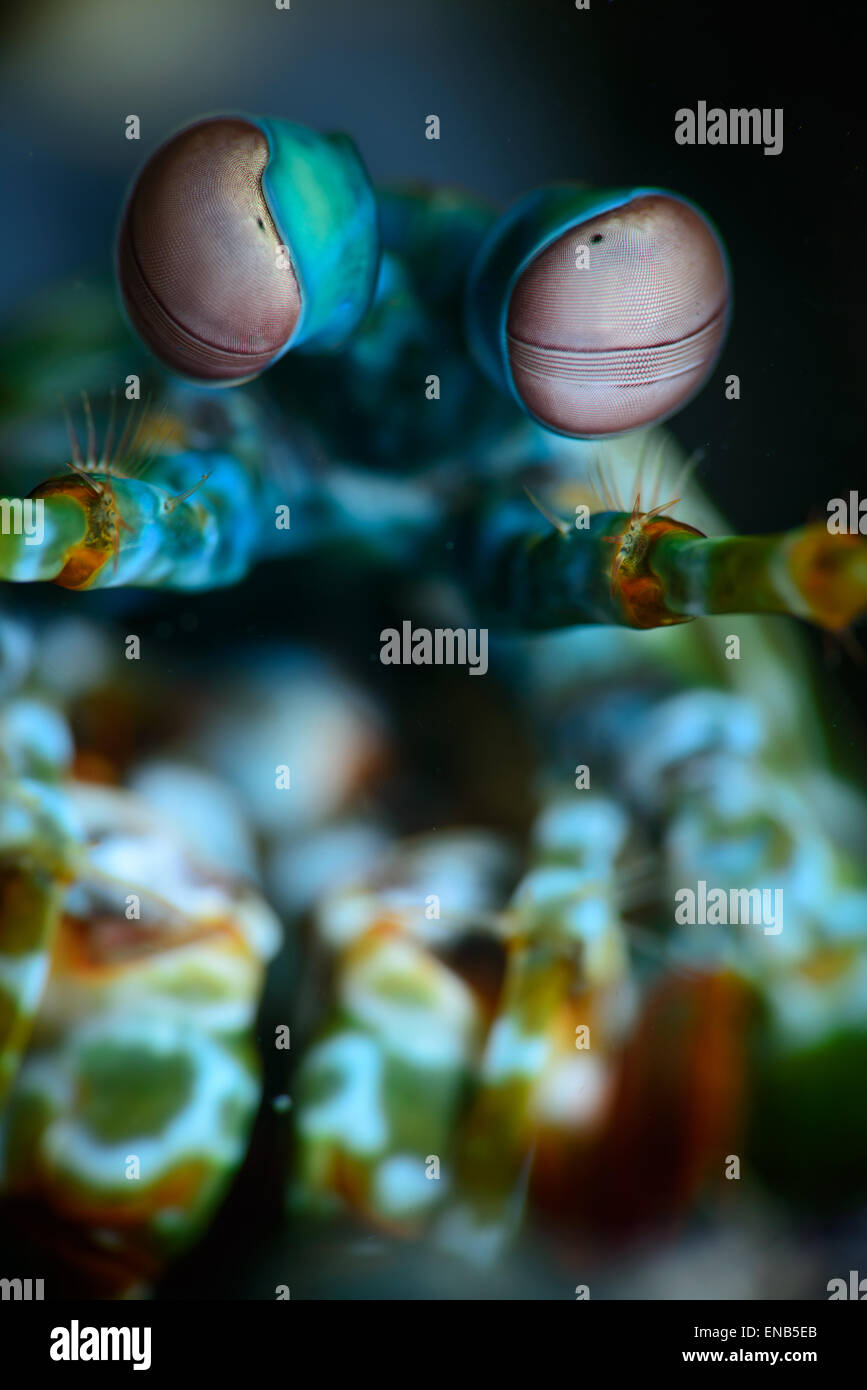 The very close view of a Mantis shrimp with beautiful eyes Stock Photo ...