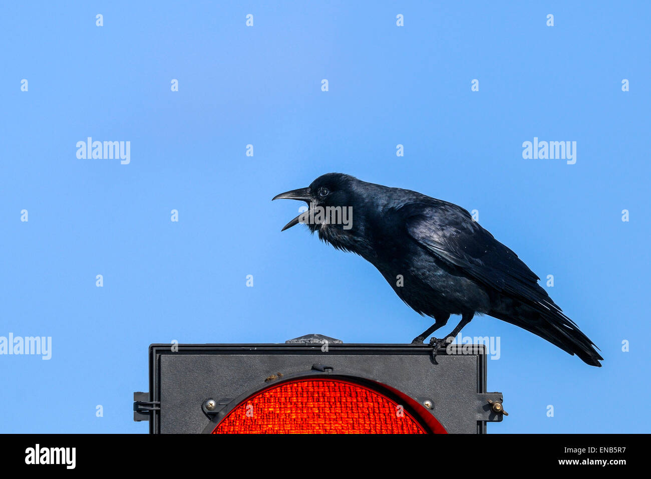 Florida common grackle hi-res stock photography and images - Alamy