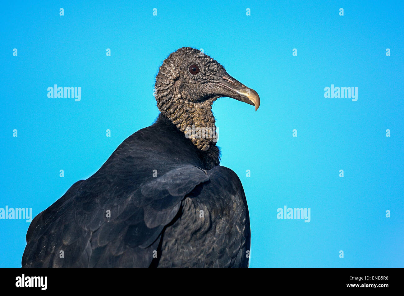 Black vulture beak hi-res stock photography and images - Alamy
