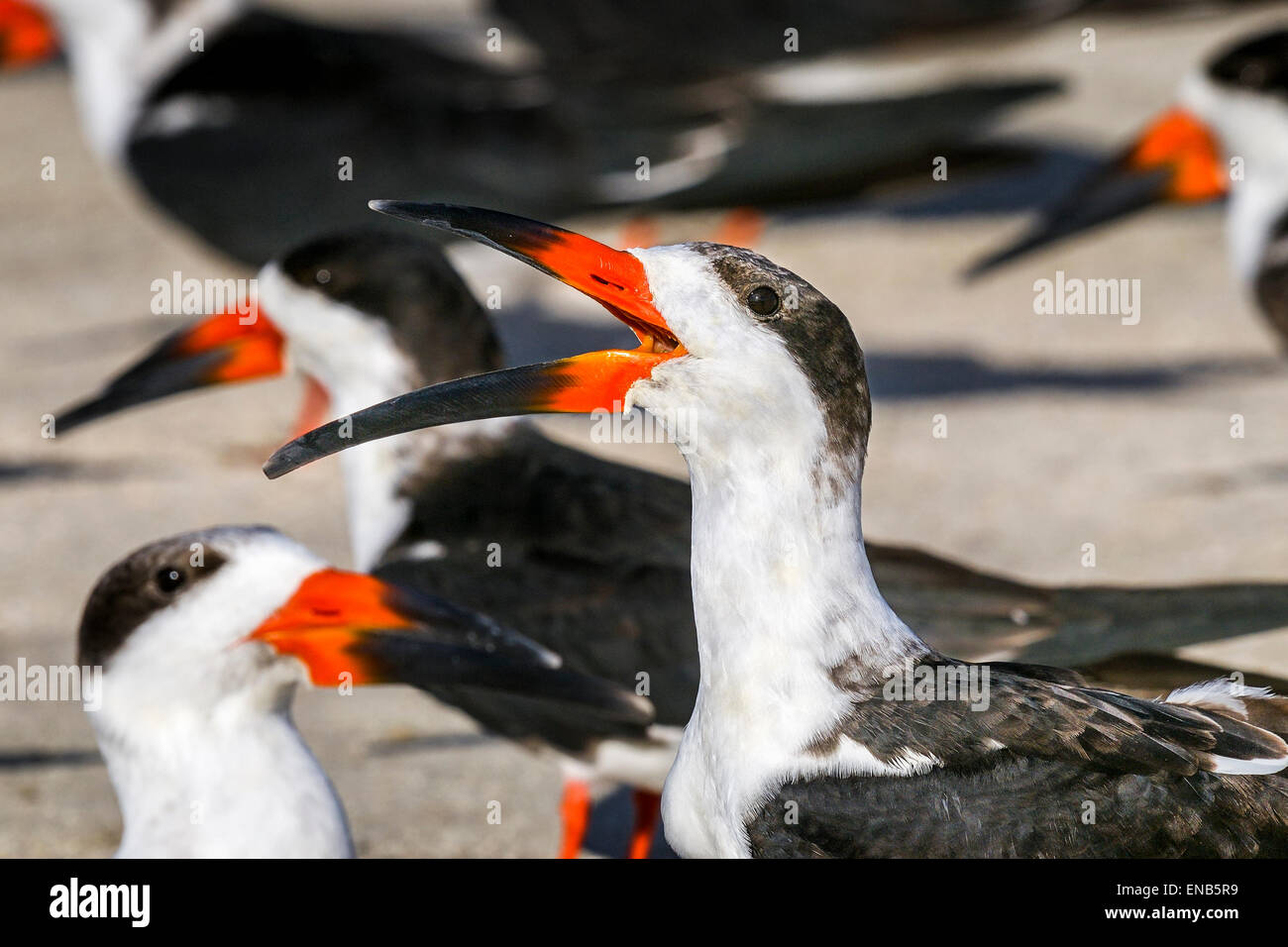 black skimmer, rynchops niger Stock Photo - Alamy
