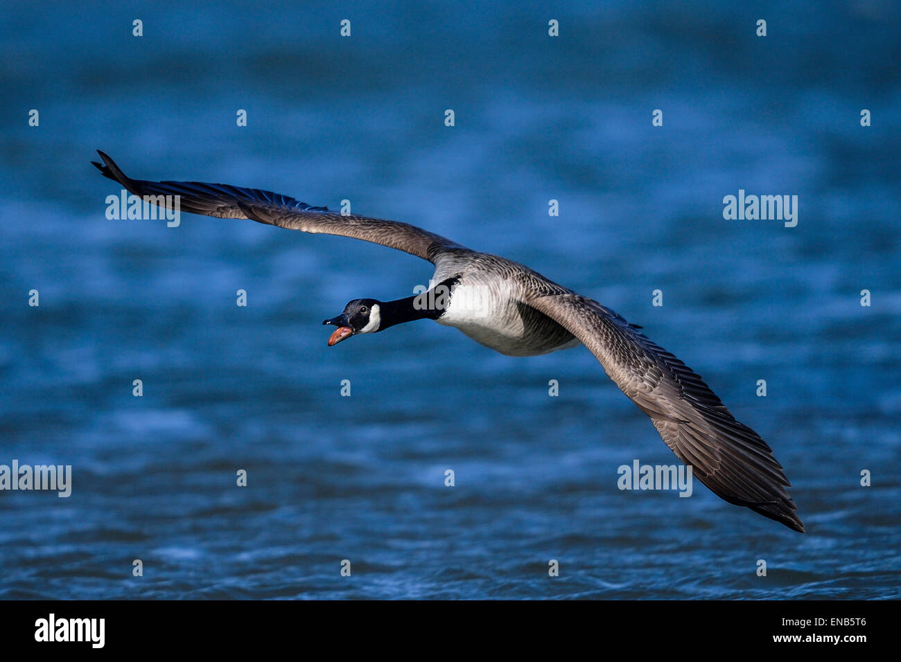 canada goose, branta canadensis Stock Photo - Alamy