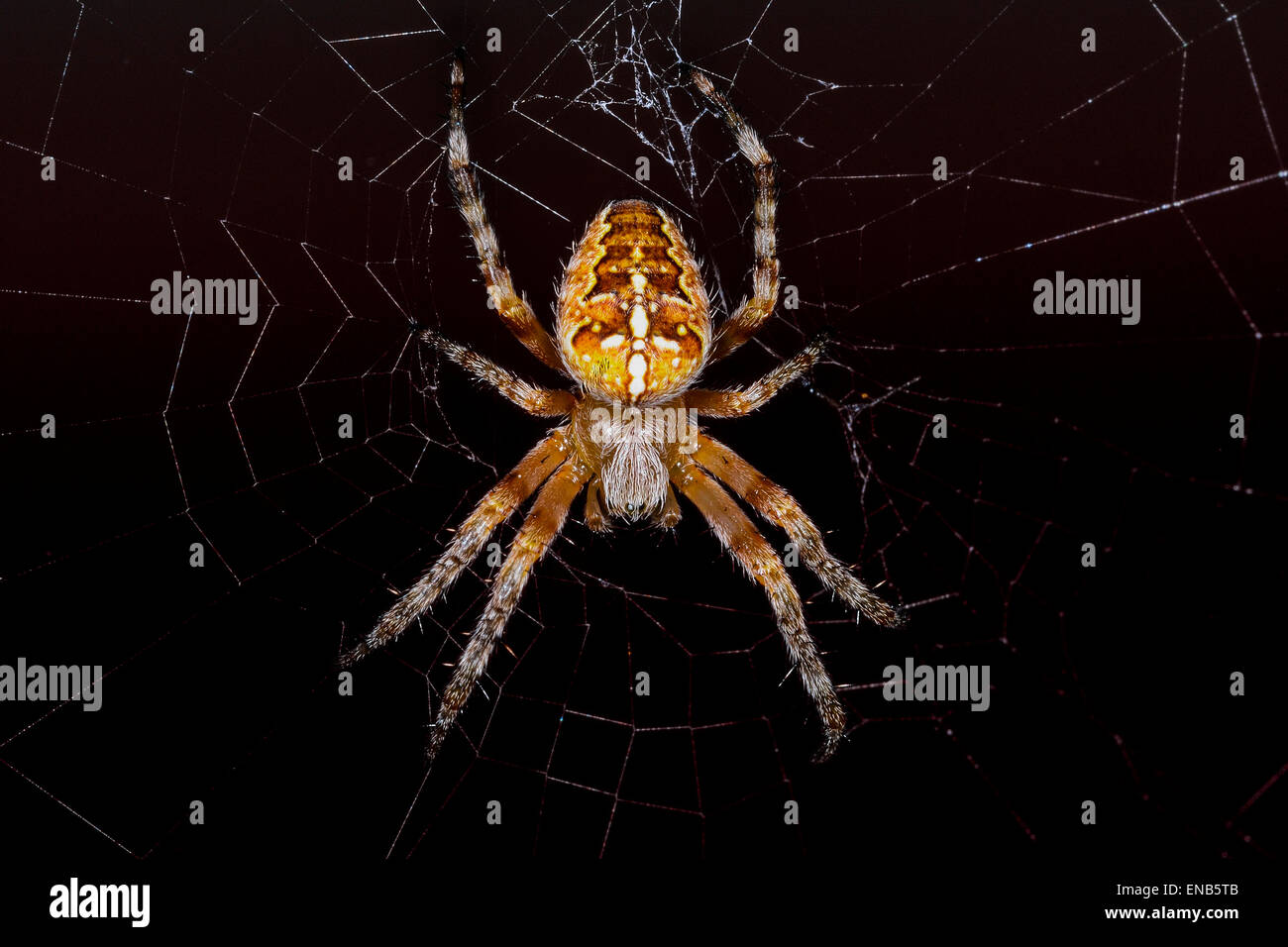 Araneus hi-res stock photography and images - Alamy