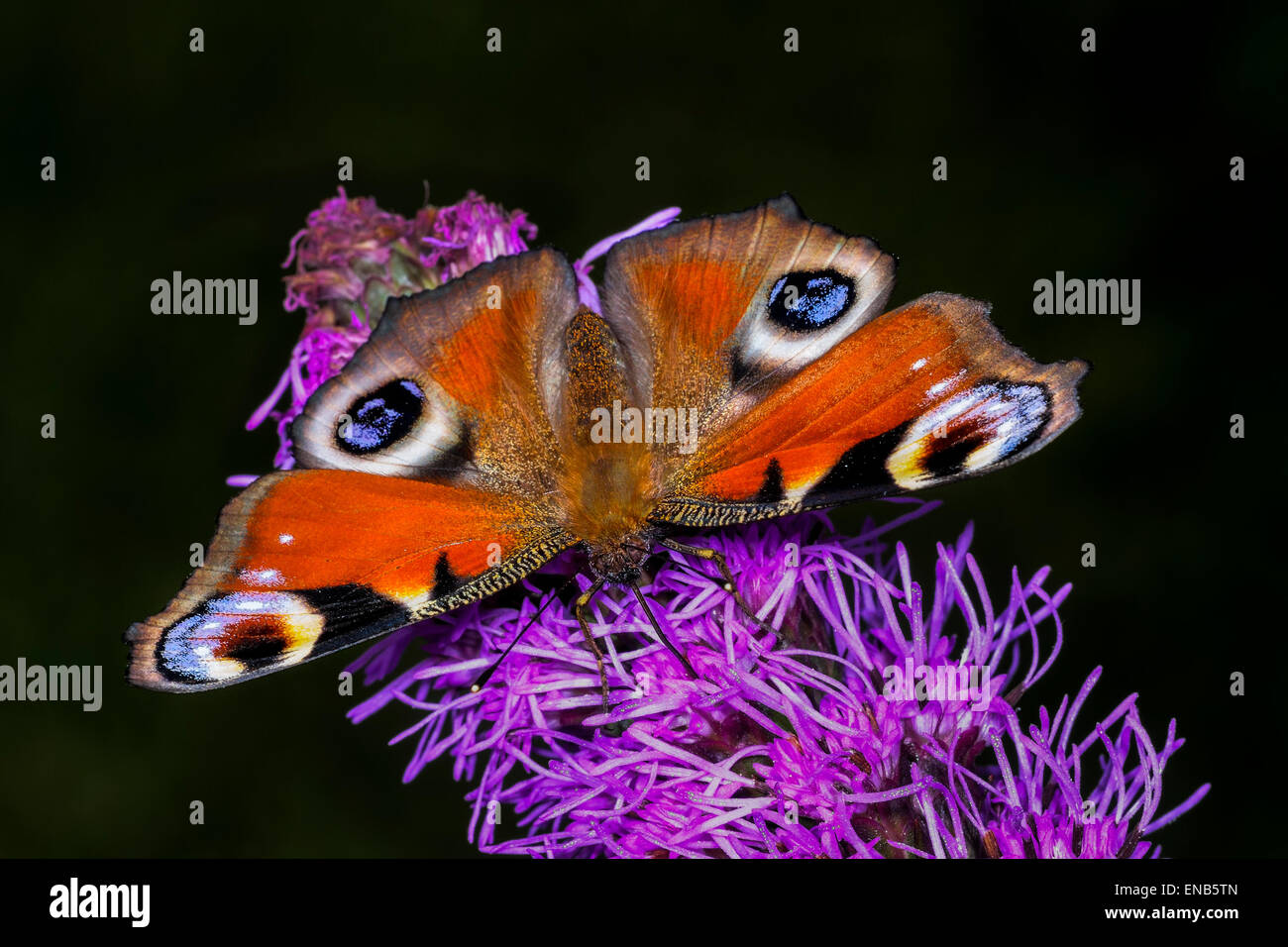 peacock, inachis io Stock Photo - Alamy