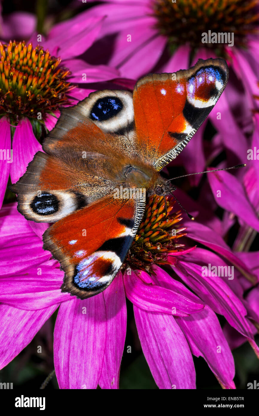 peacock, inachis io Stock Photo - Alamy