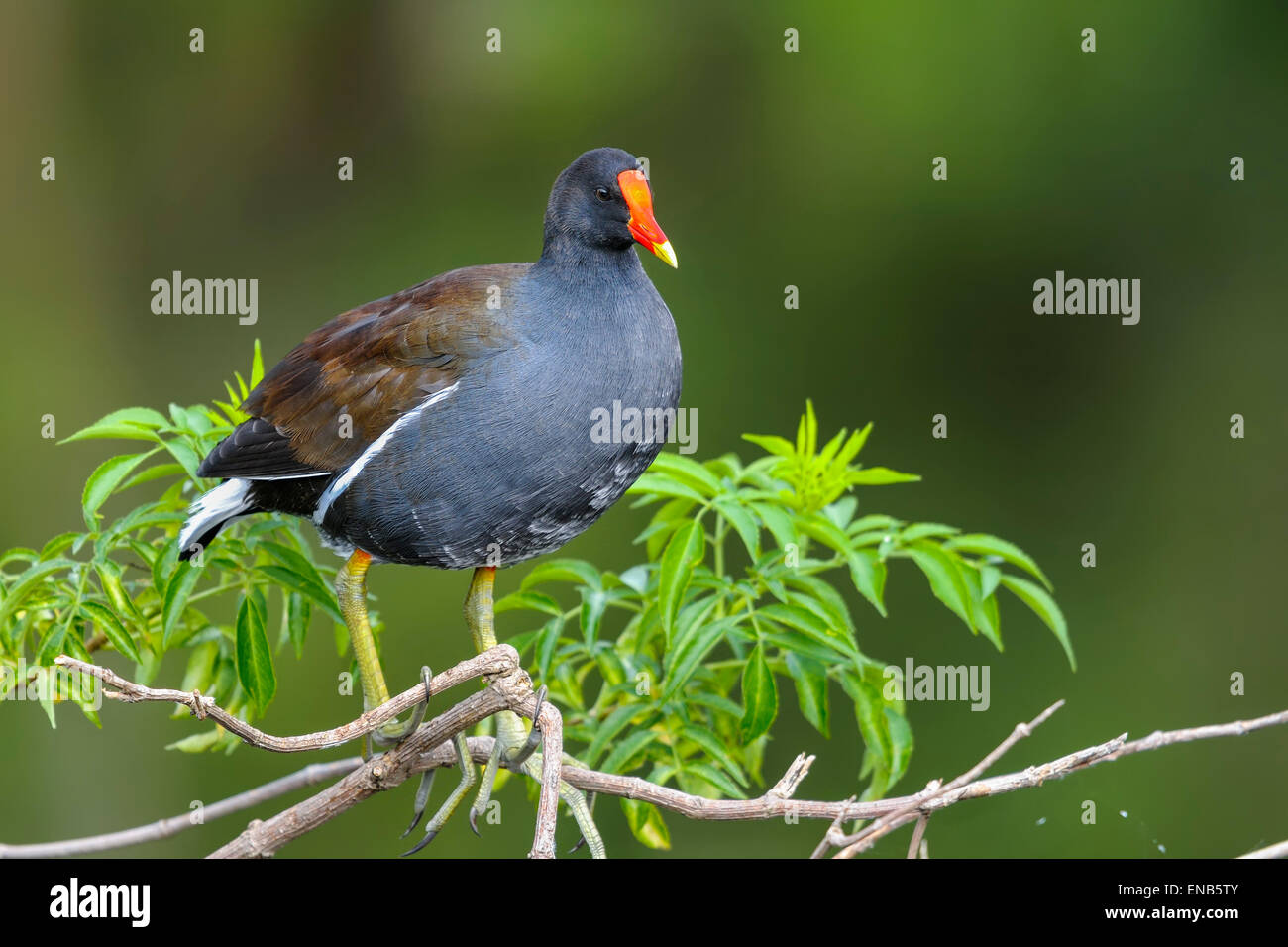 common moorhen, gallinula chloropus Stock Photo - Alamy