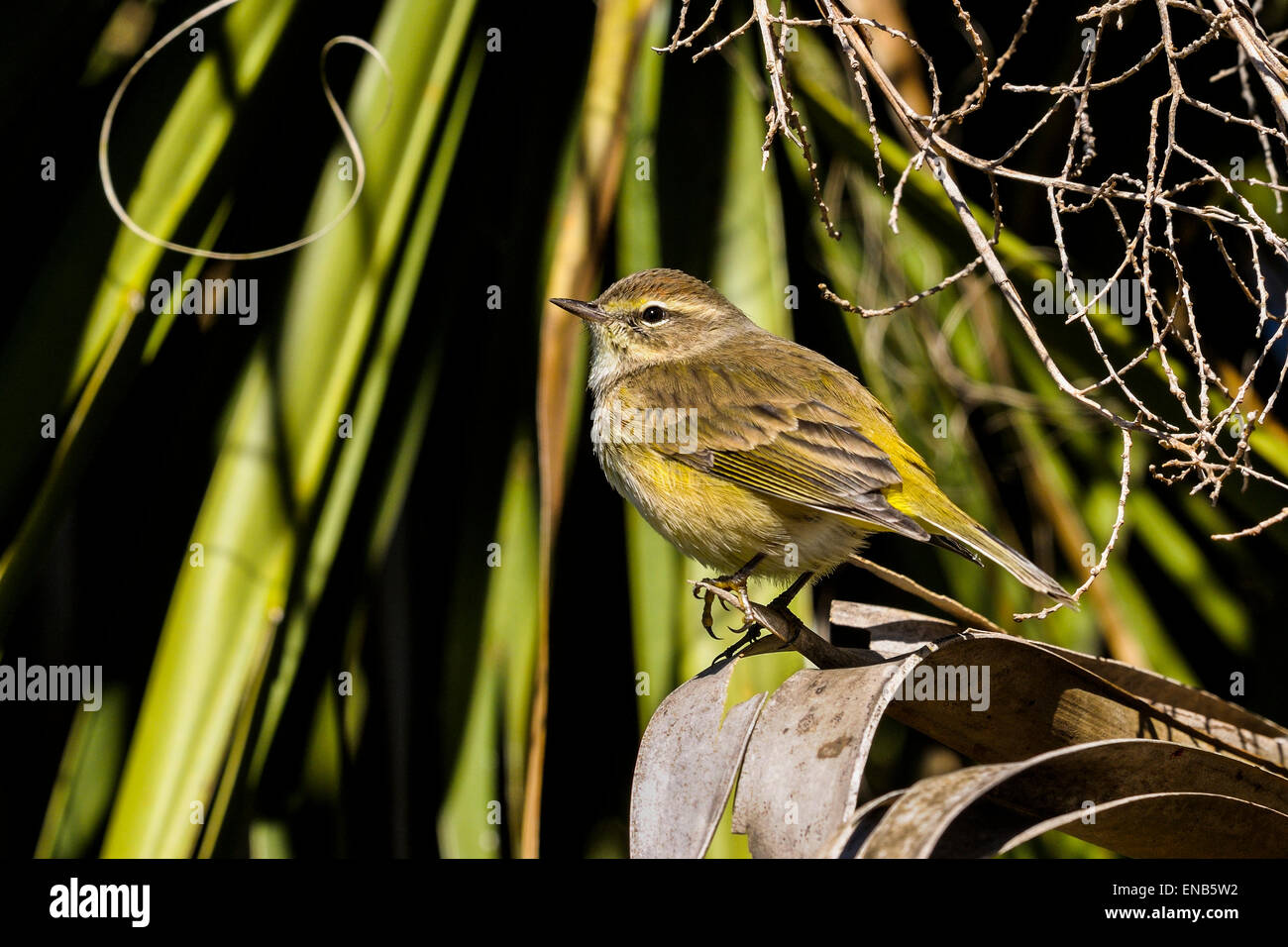 Dendroica hi-res stock photography and images - Alamy