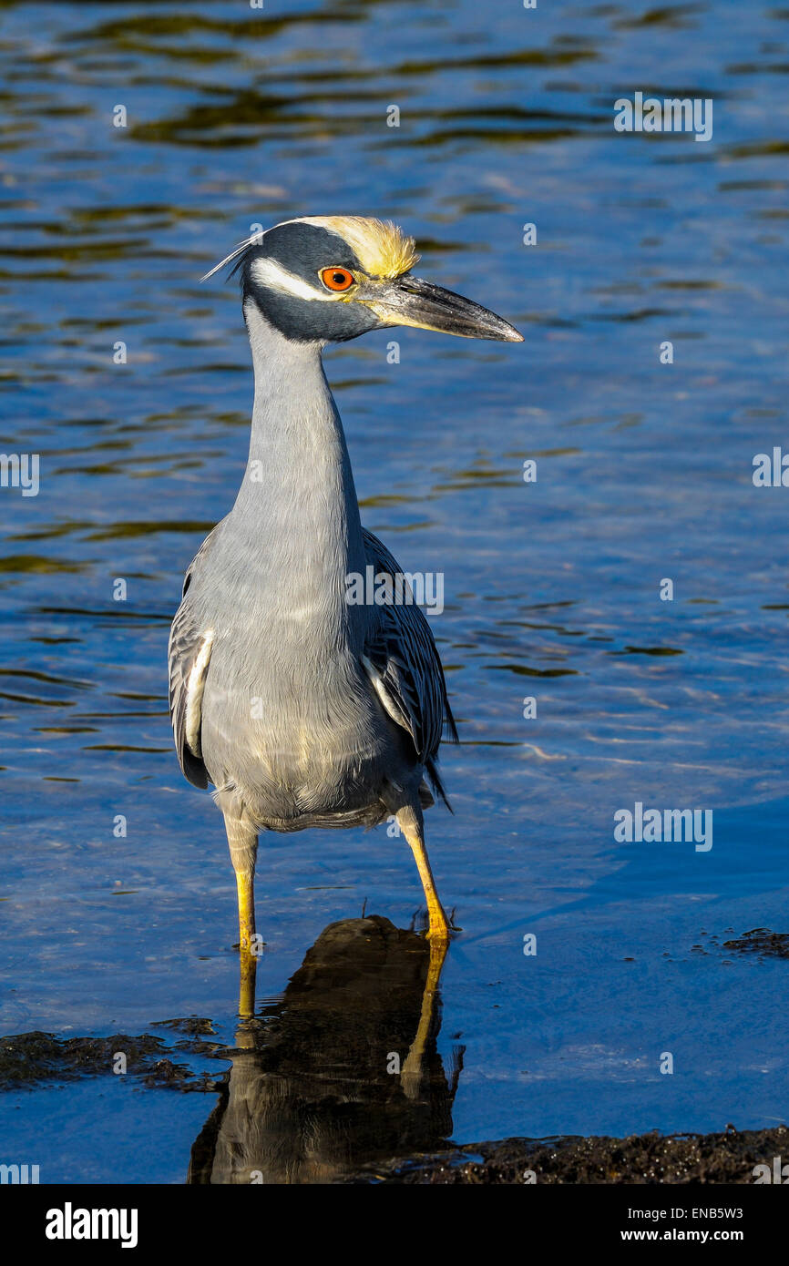 Violaceus hi-res stock photography and images - Alamy