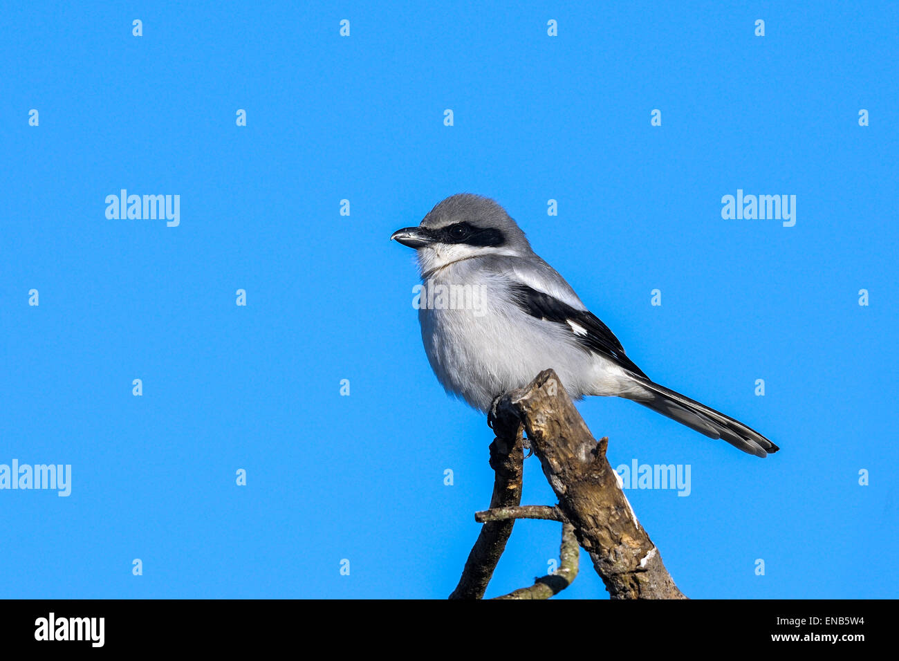 Ludovicianus hi-res stock photography and images - Alamy