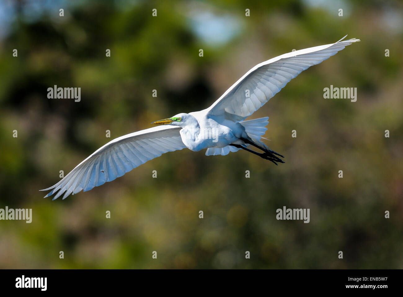 Ardea alba marsh hi-res stock photography and images - Alamy