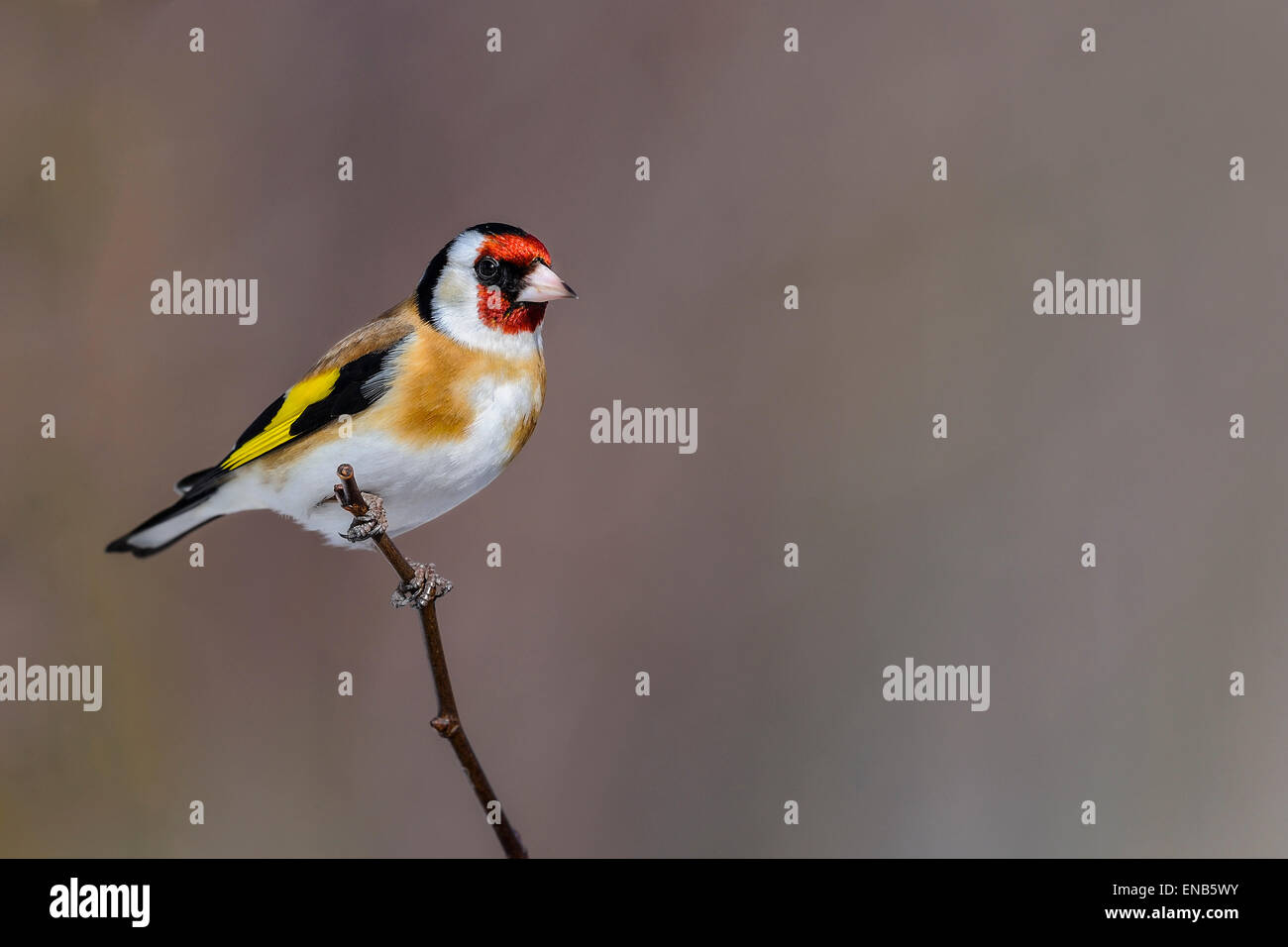 goldfinch, carduelis carduelis Stock Photo - Alamy