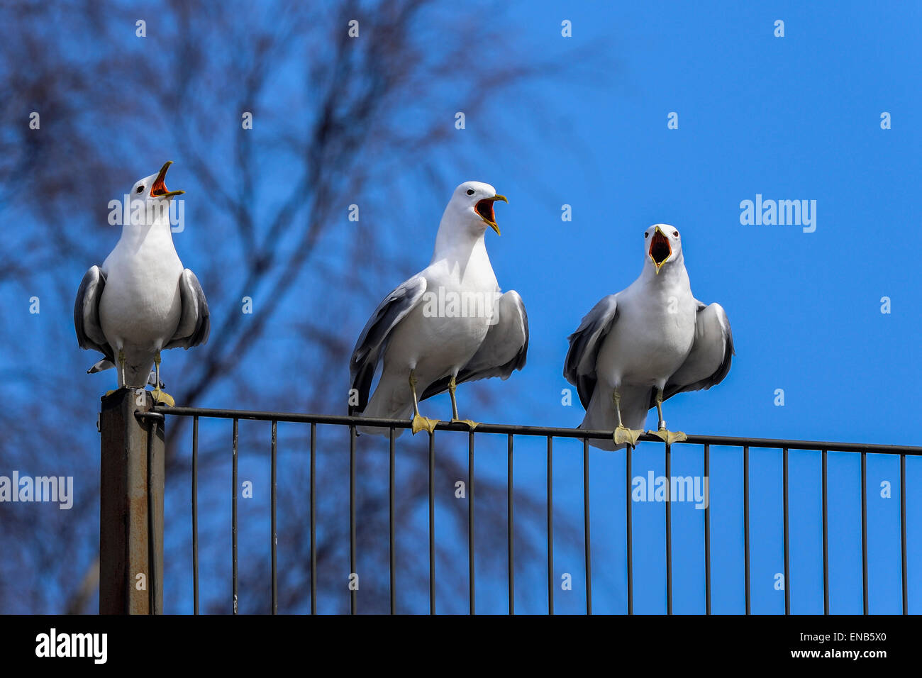 Loud bird hi-res stock photography and images - Alamy