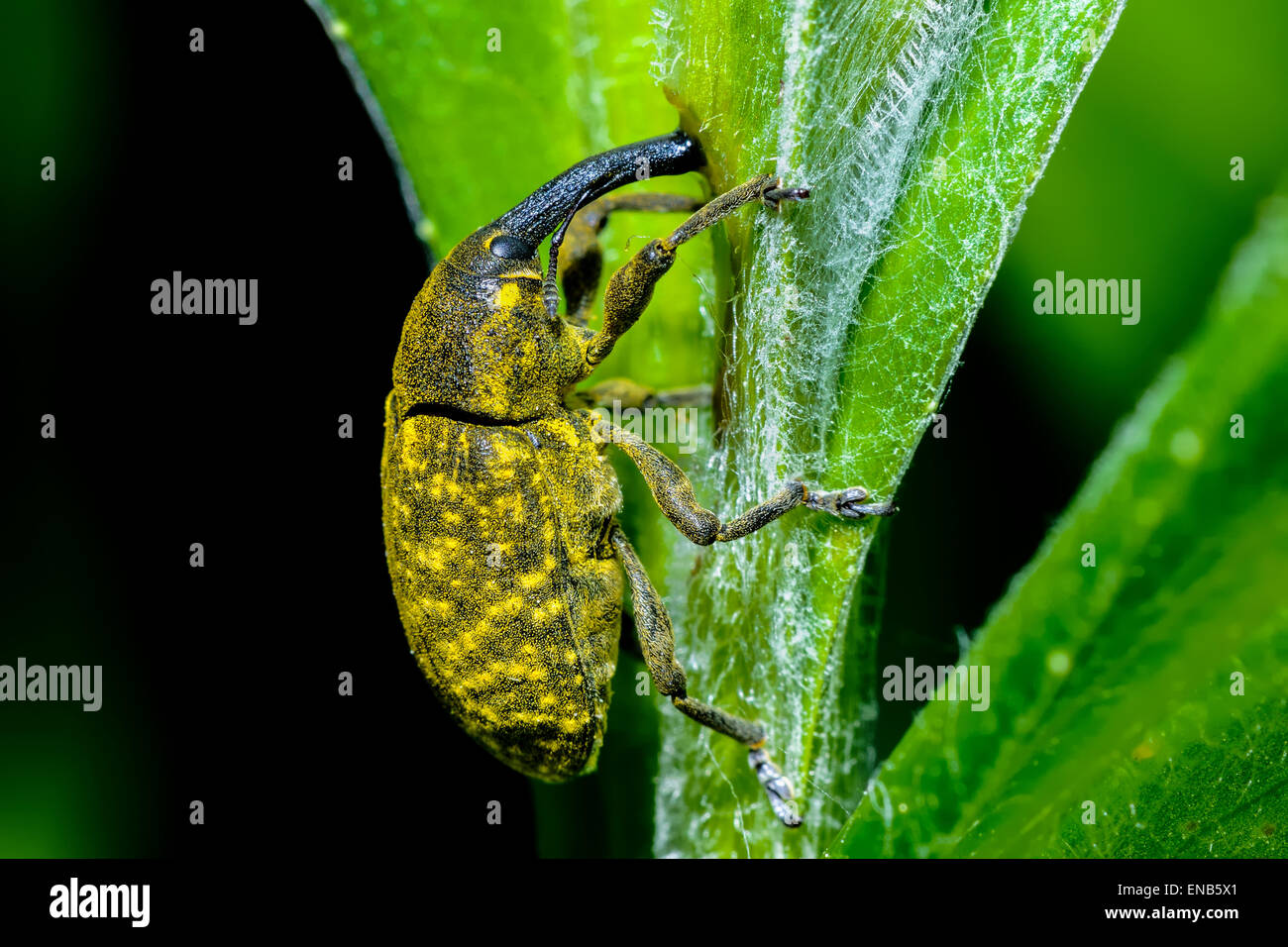 Weevil proboscis hi-res stock photography and images - Alamy