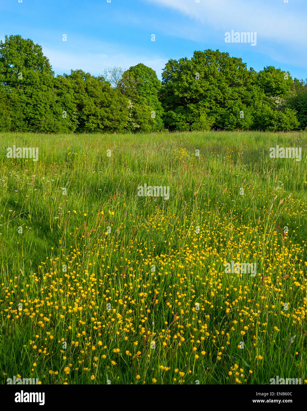 English Country Meadow with Buttercups Stock Photo - Alamy