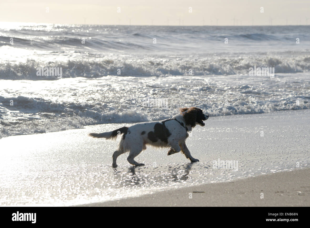English springer spaniel dog hi-res stock photography and images - Alamy