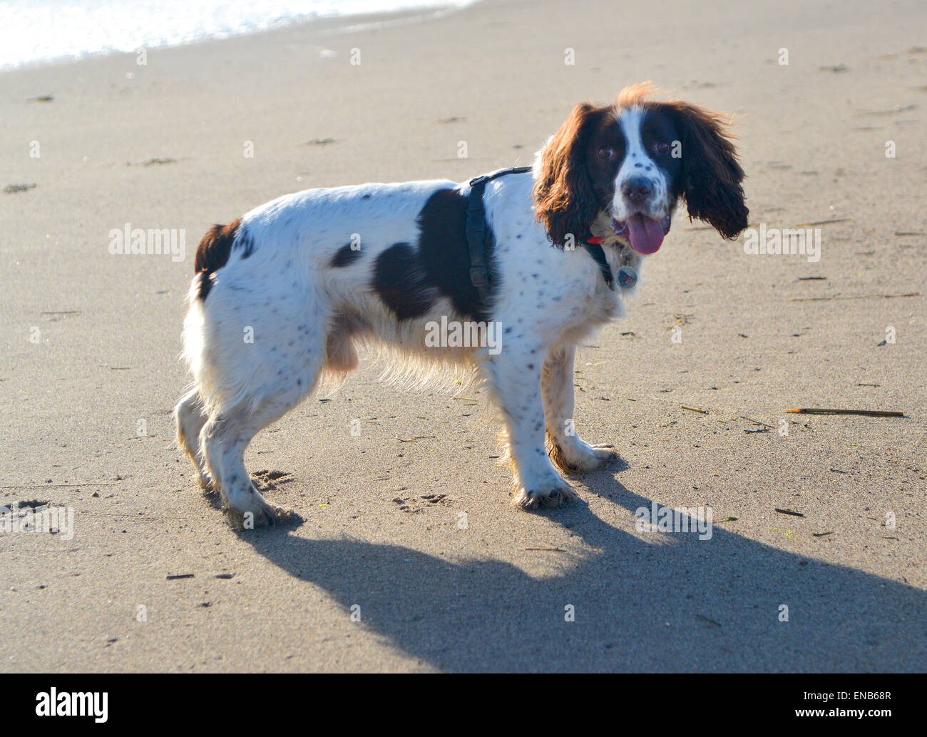 Happy English Springer Spaniel dog playing on the beach Stock Photo - Alamy