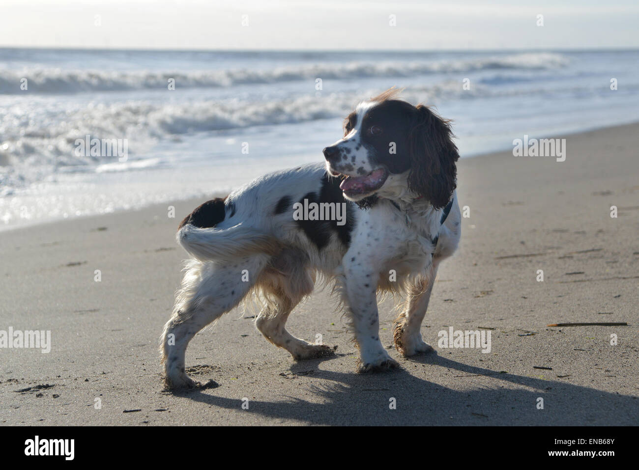 Light brown springer spaniel hi-res stock photography and images - Alamy