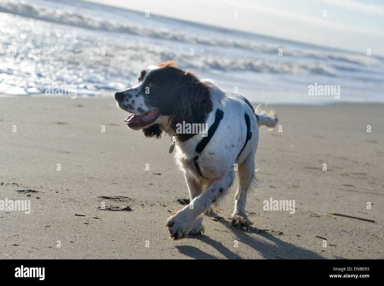 English springer spaniel dog hi-res stock photography and images - Alamy