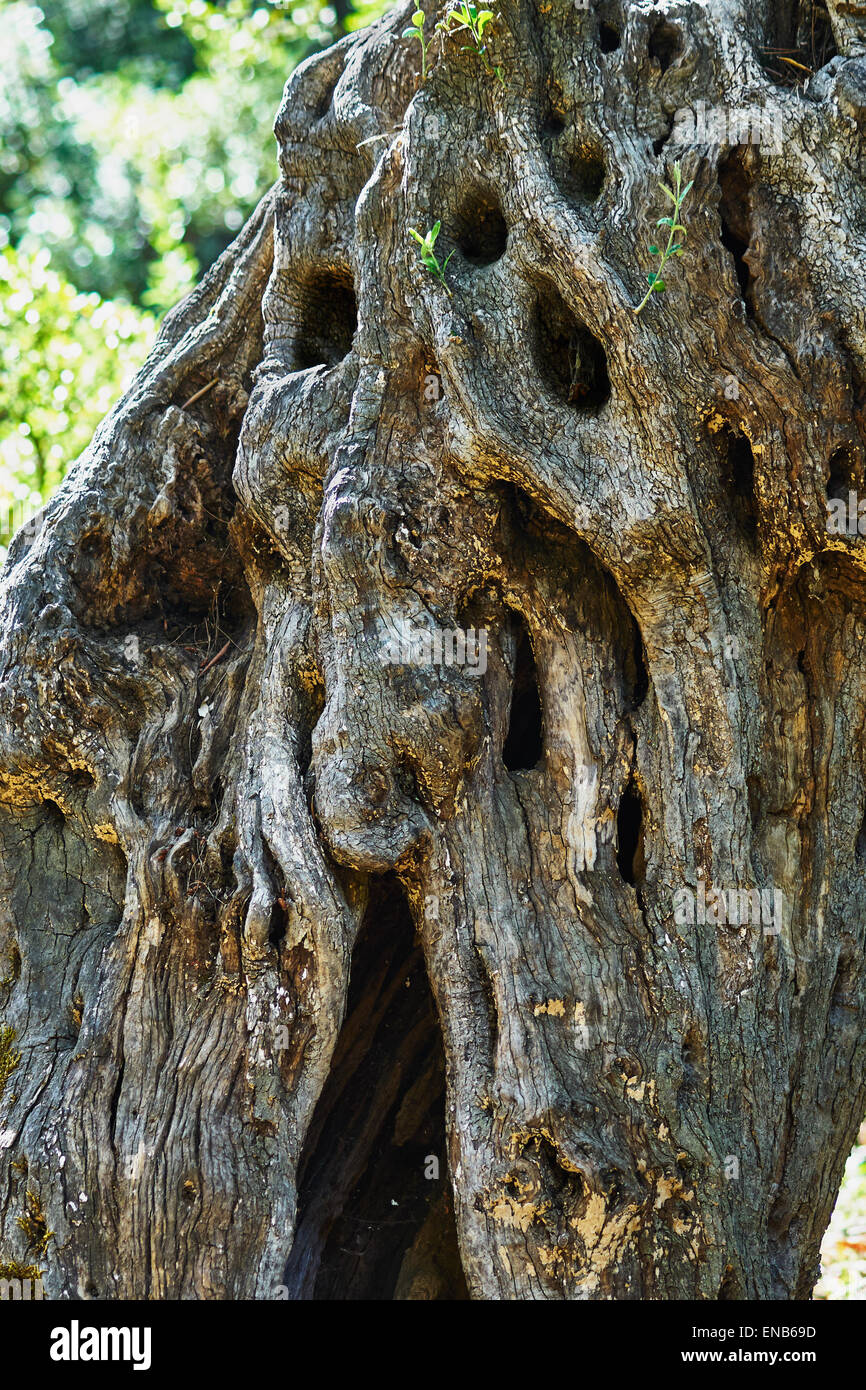 Witch forest hi-res stock photography and images - Alamy