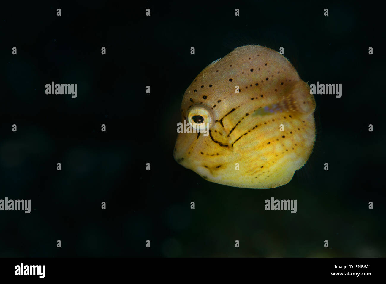 A juvenile yellow filefish with a black background Stock Photo - Alamy