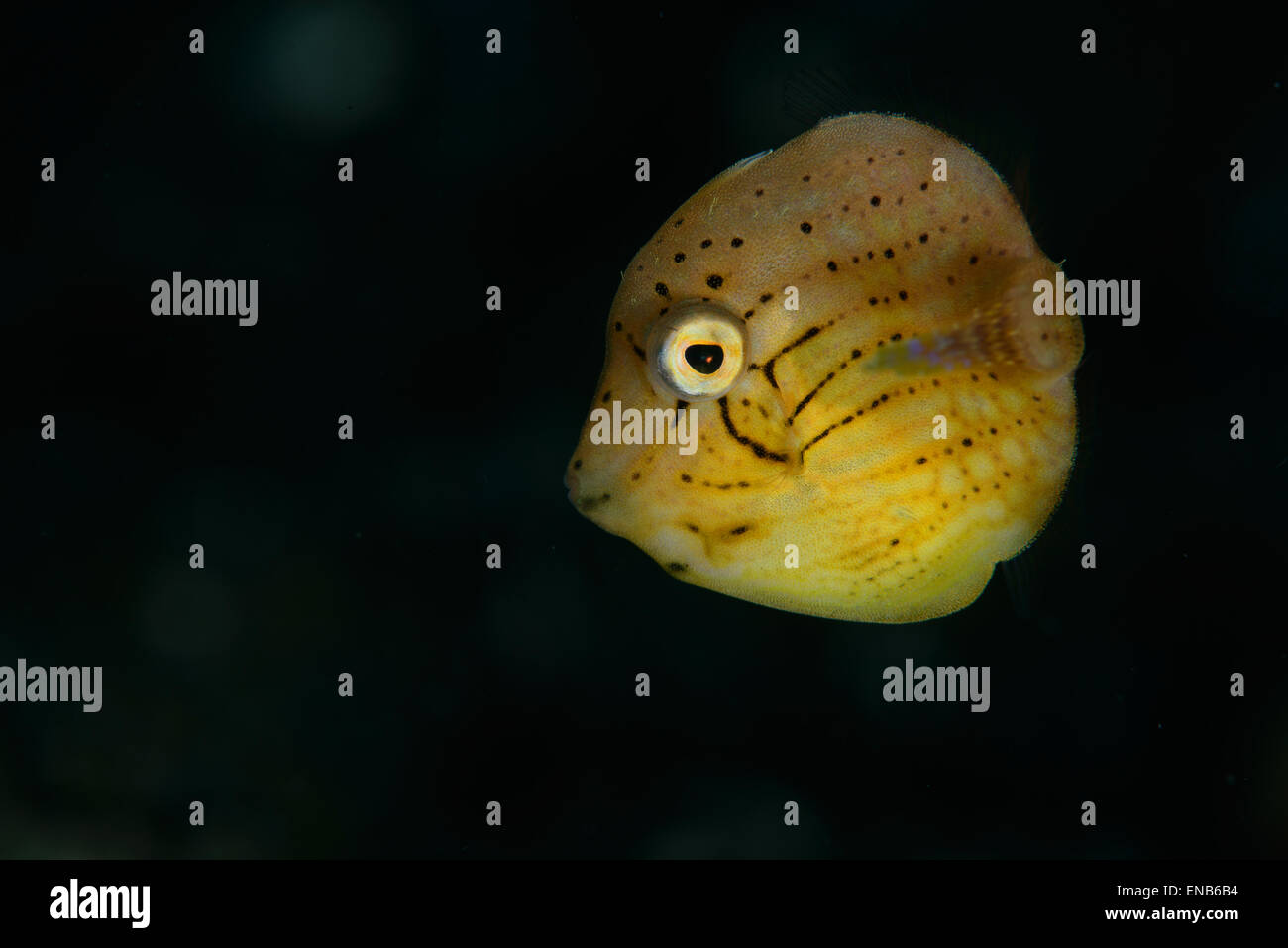 Black and yellow fish hi-res stock photography and images - Alamy