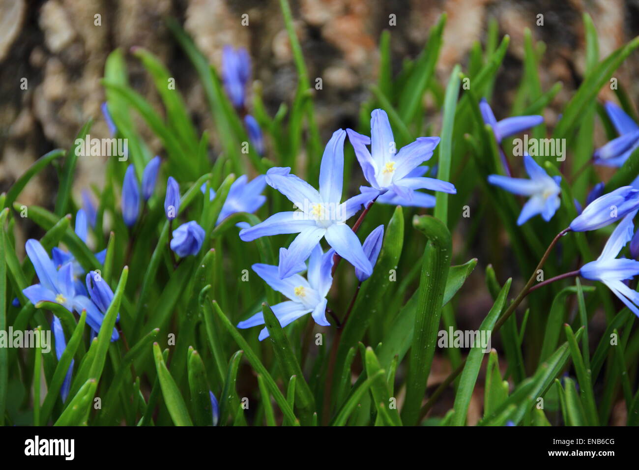 Blue windflower hi-res stock photography and images - Alamy