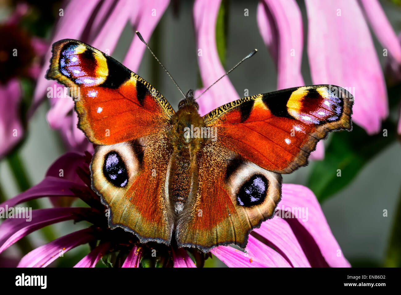peacock, inachis io Stock Photo - Alamy