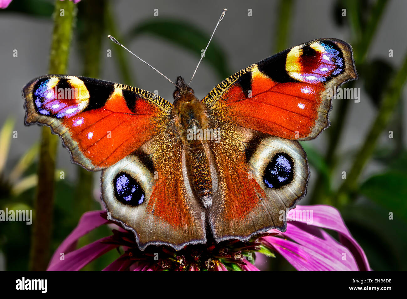 peacock, inachis io Stock Photo - Alamy