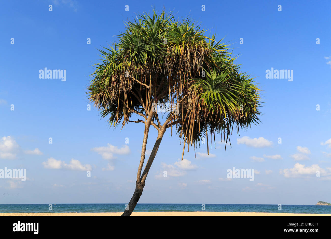 Pandanus palm hi-res stock photography and images - Alamy
