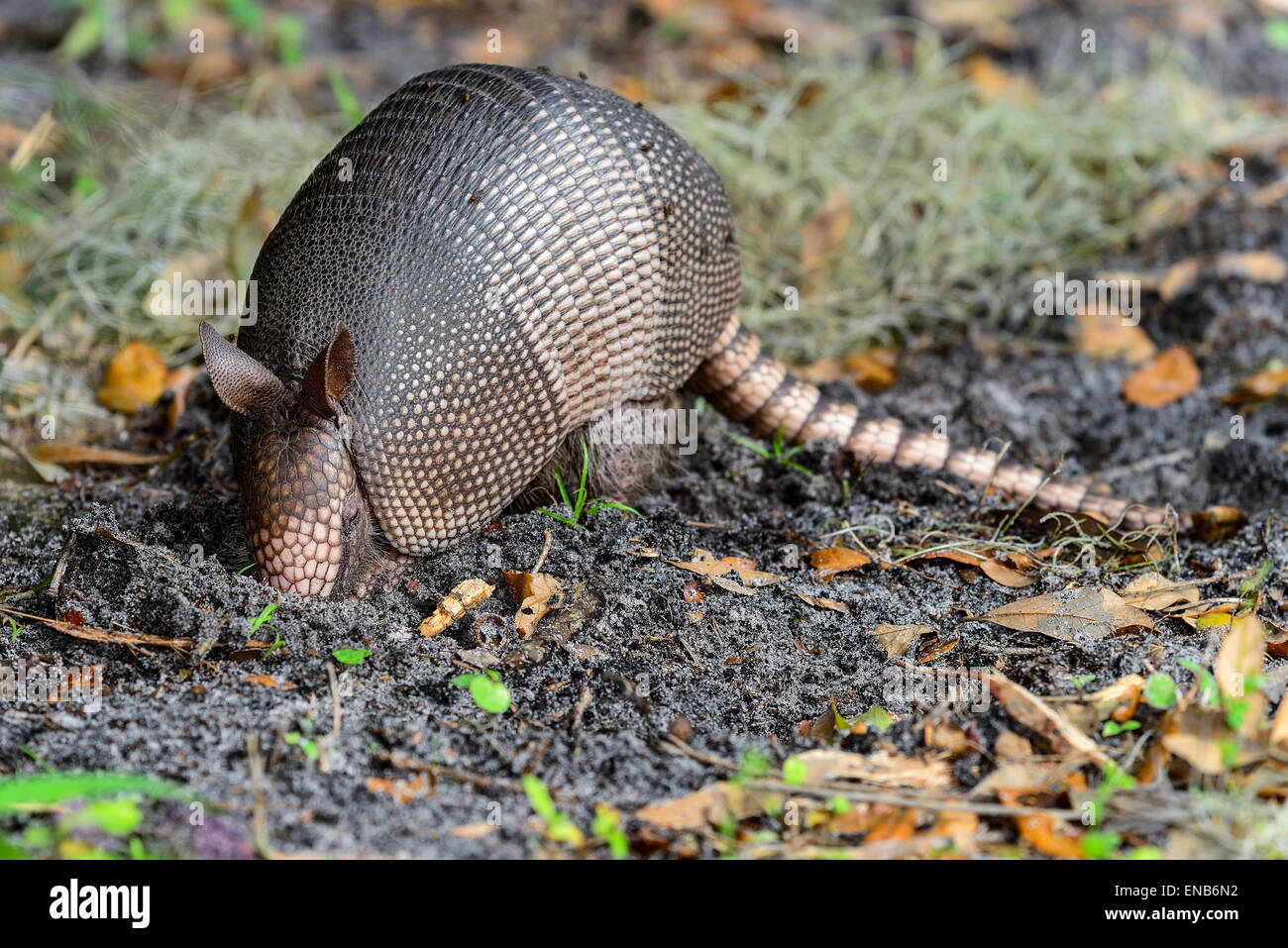 Armadillo Skin High Resolution Stock Photography and Images - Alamy