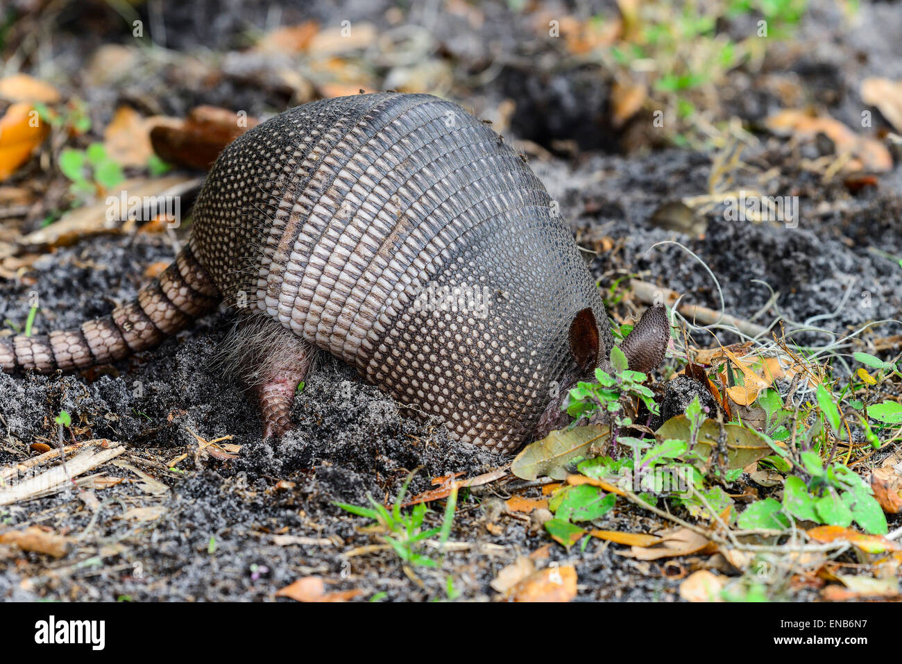 Nine banded armadillo hi-res stock photography and images - Alamy