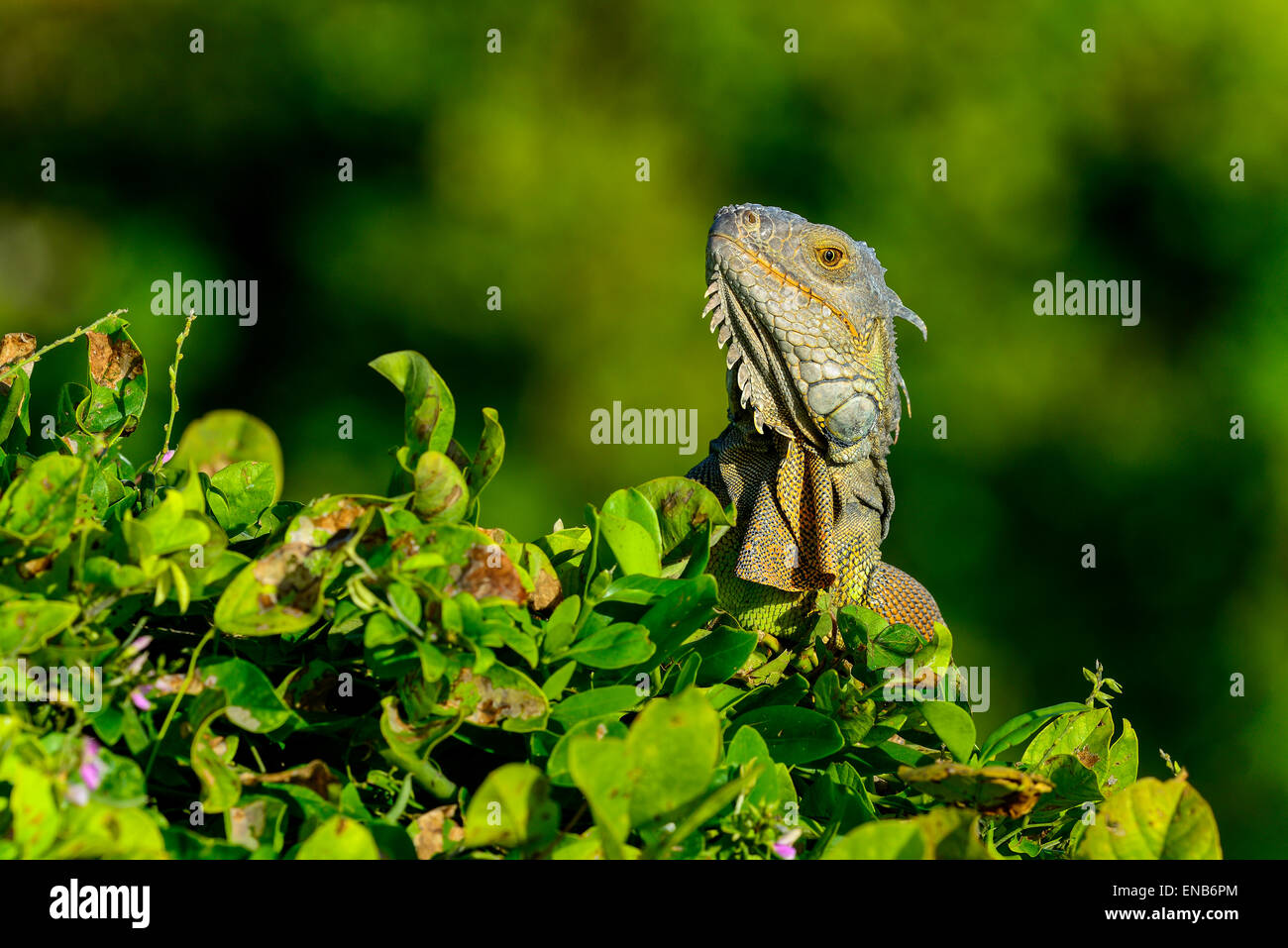 Iguana tail hi-res stock photography and images - Alamy