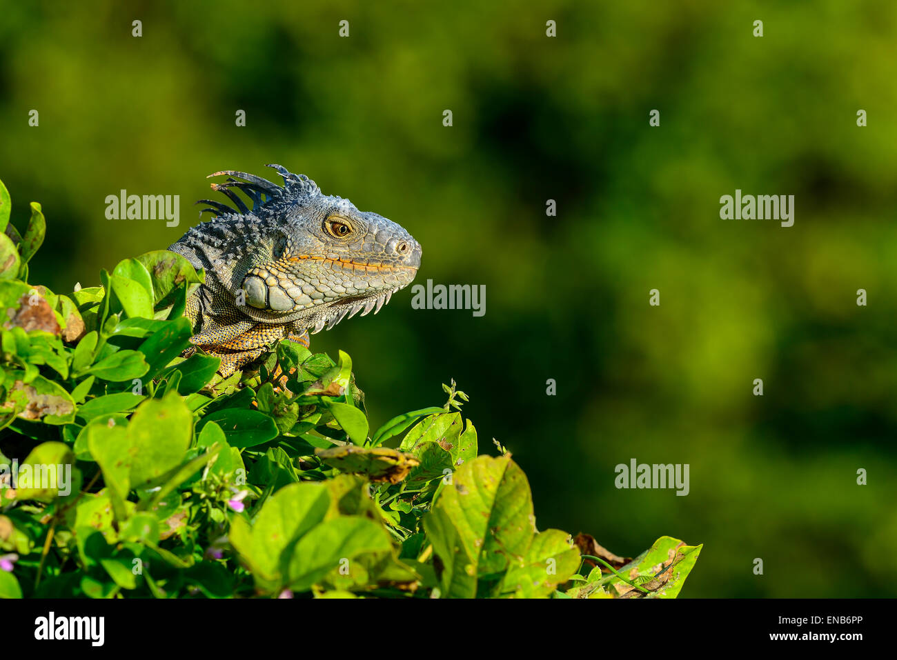 Iguana pattern hi-res stock photography and images - Alamy