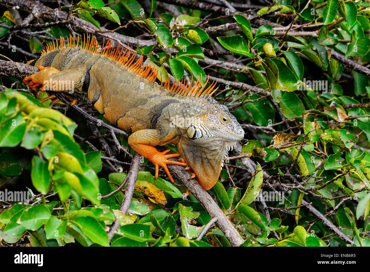 Iguana hi-res stock photography and images - Alamy