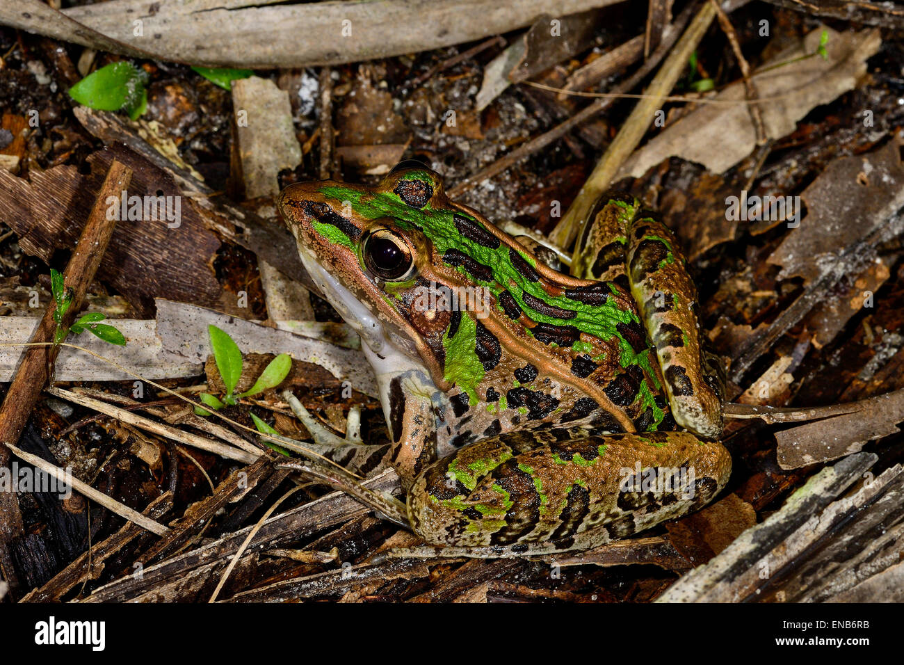 southern leopard frog Stock Photo - Alamy