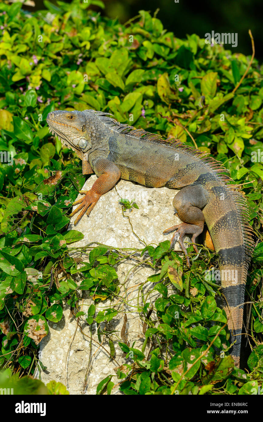 Iguana Skin Texture Stock Photos & Iguana Skin Texture Stock Images - Alamy